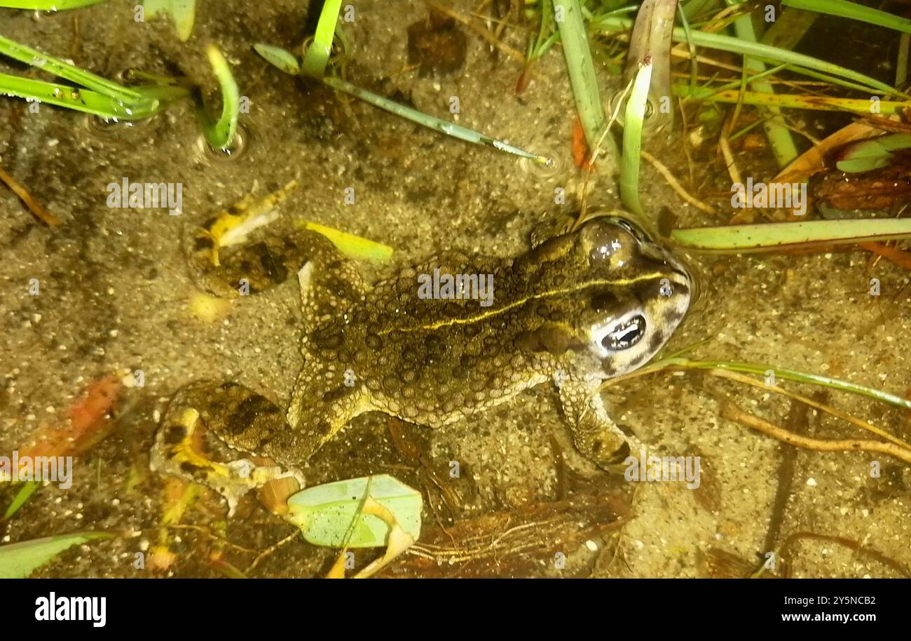 Sand Toad (Vandijkophrynus angusticeps) Amphibia Stock Photo - Alamy