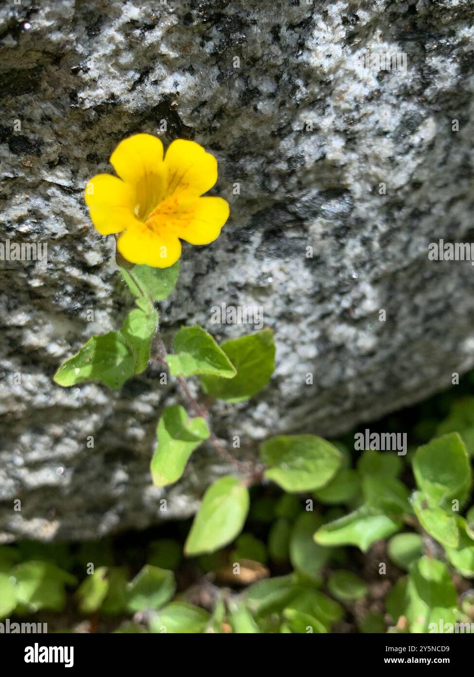 musk monkeyflower (Erythranthe moschata) Plantae Stock Photo - Alamy