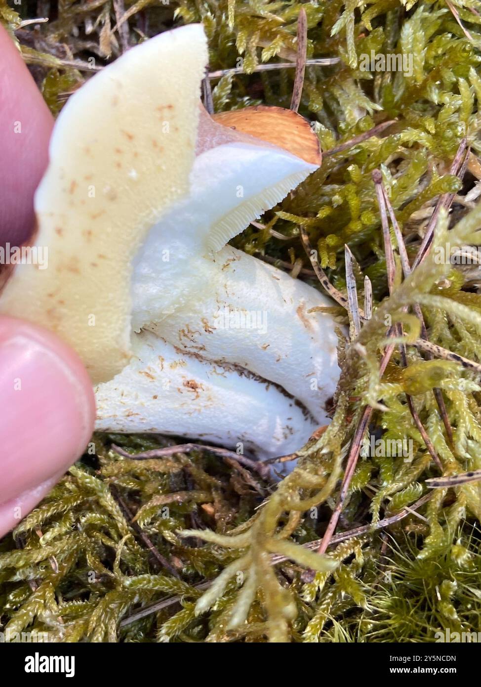 Dotted-stalked Suillus (Suillus granulatus) Fungi Stock Photo - Alamy