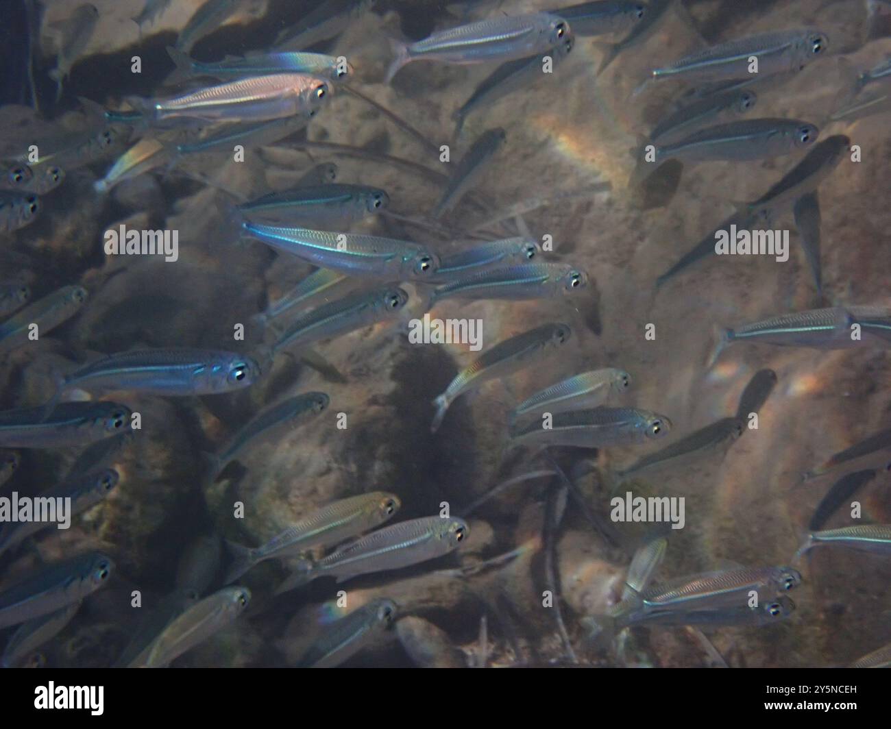 Red Sea hardyhead silverside (Atherinomorus forskalii) Actinopterygii ...