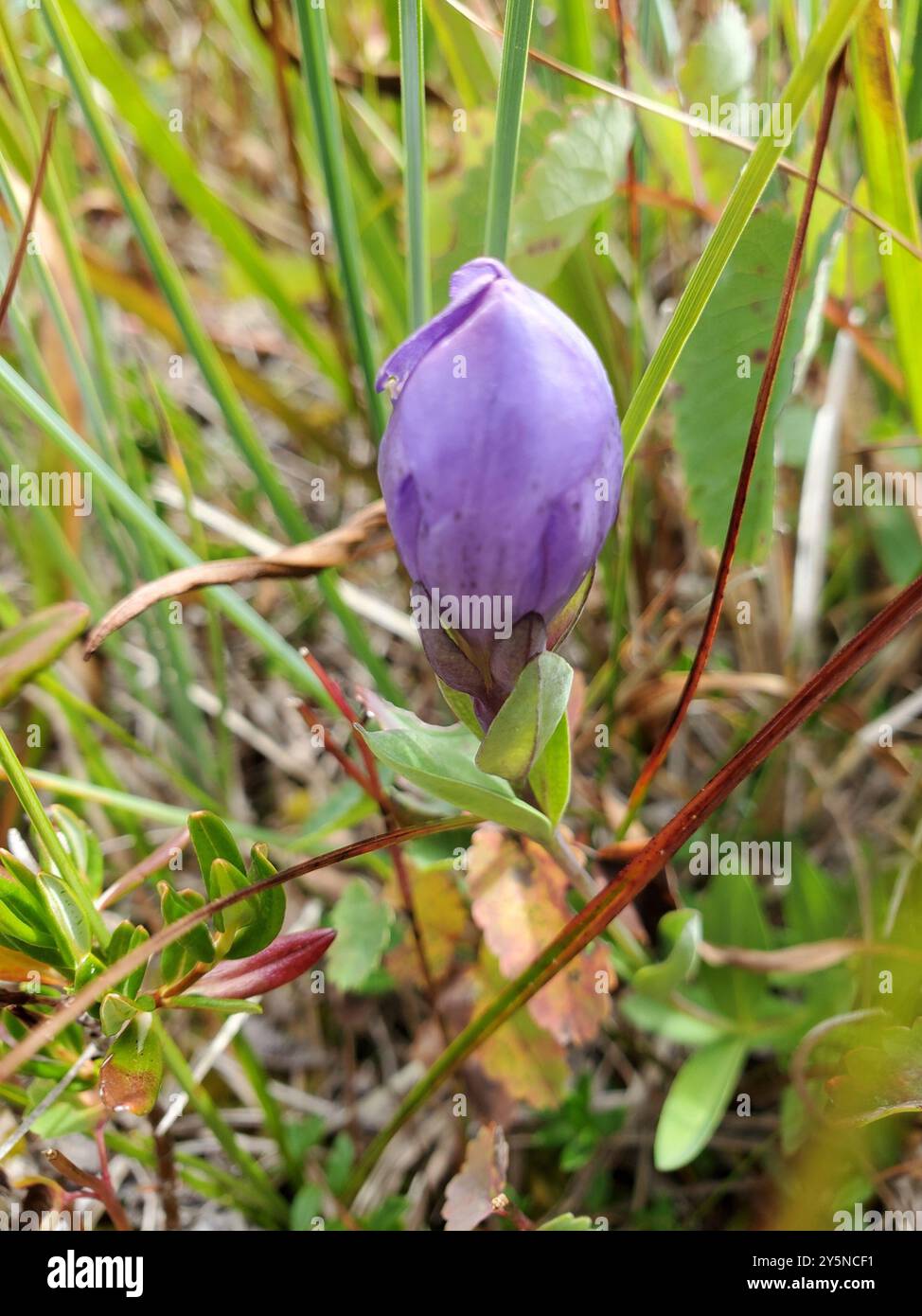 king's scepter gentian (Gentiana sceptrum) Plantae Stock Photo - Alamy