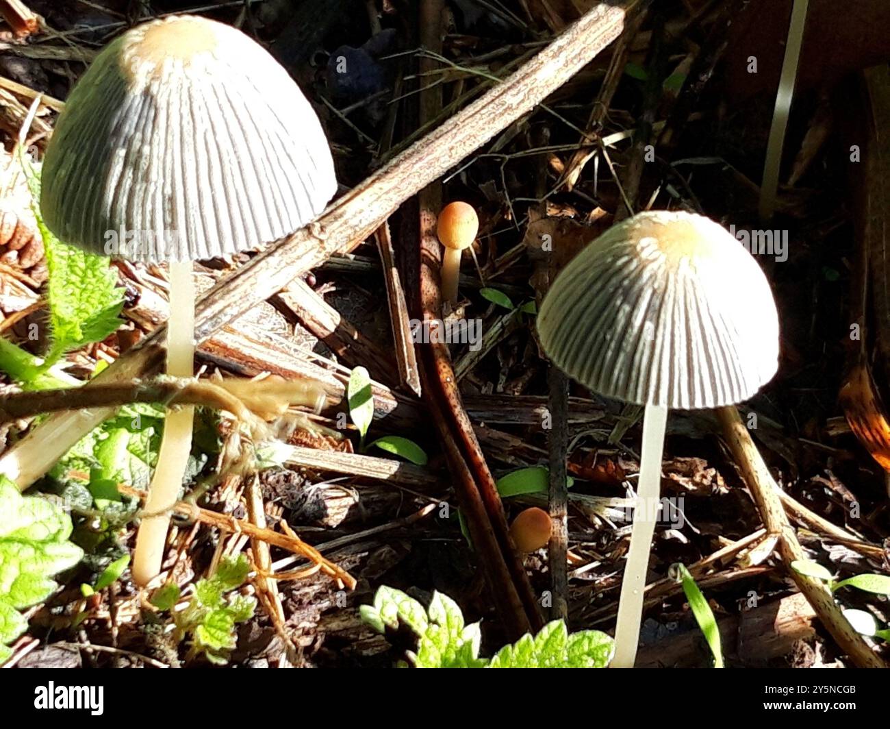 Parasola sect. Parasola (Parasola) Fungi Stock Photo - Alamy