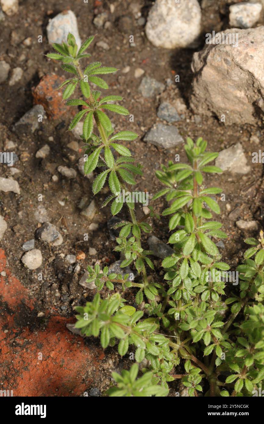 catchweed bedstraw (Galium aparine) Plantae Stock Photo - Alamy