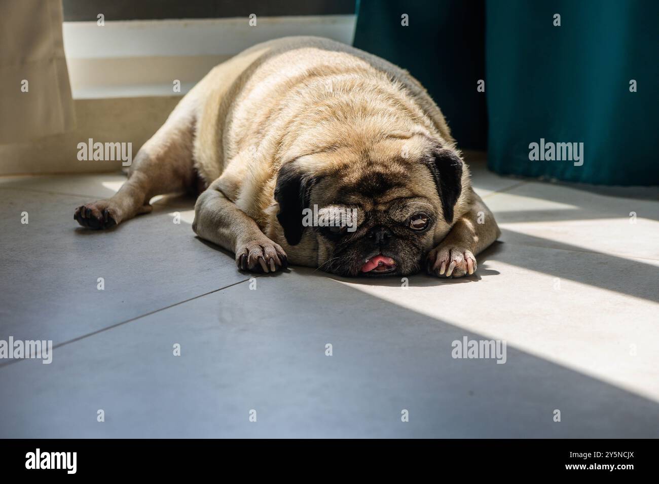 Adorable Pug Resting with Tongue Out Stock Photo - Alamy