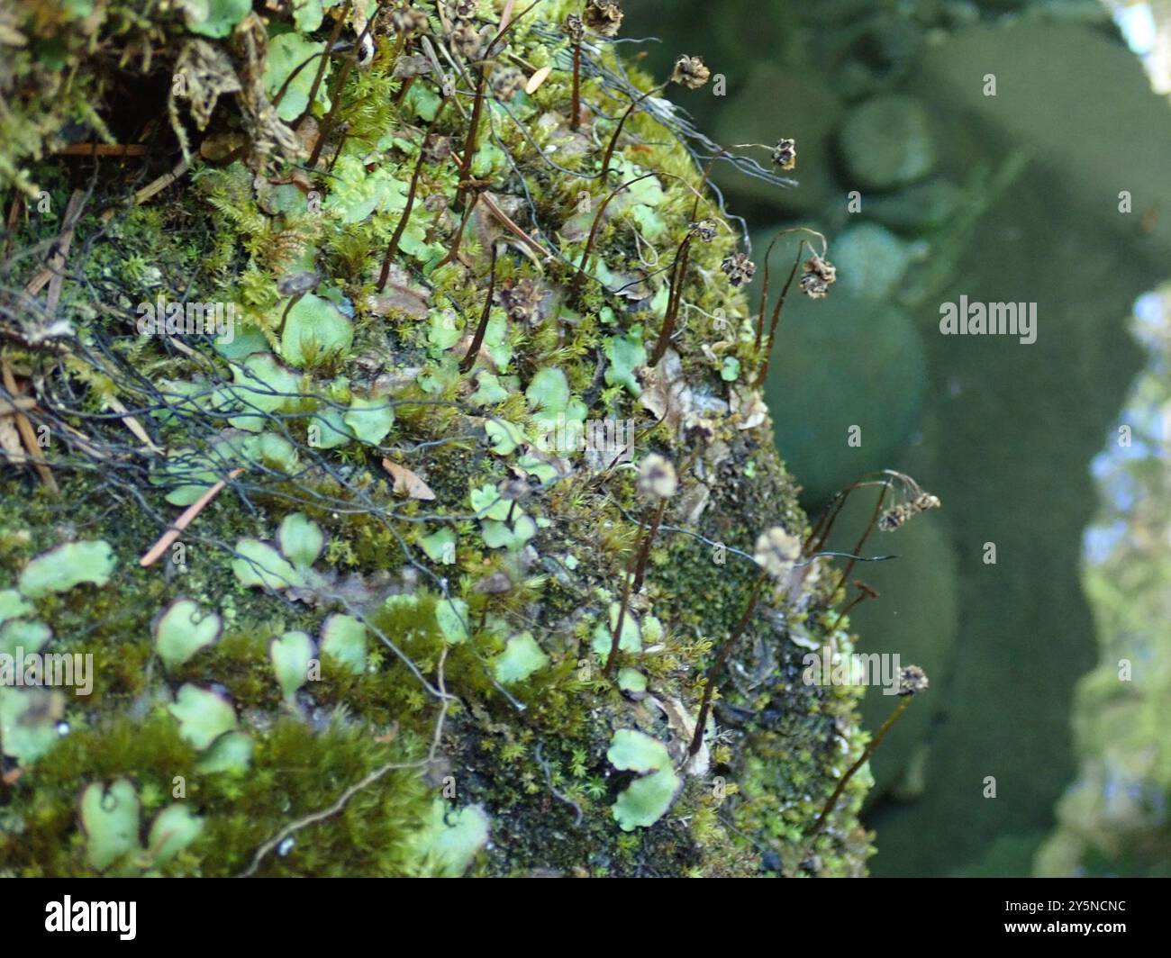 Narrow Mushroom-headed Liverwort (Marchantia quadrata) Plantae Stock ...
