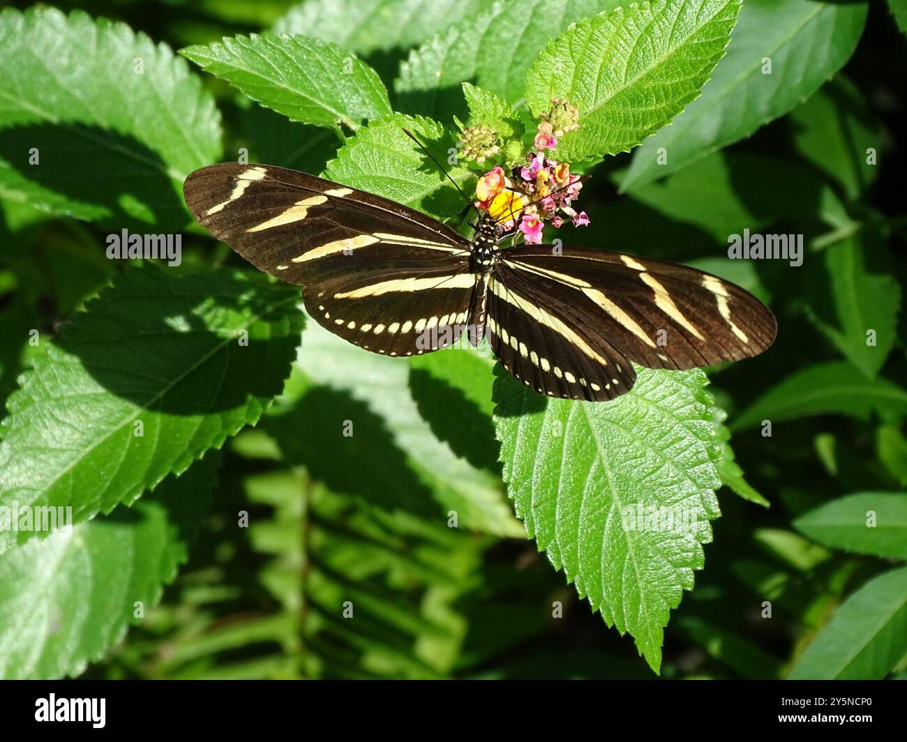 Zebra Longwing (Heliconius charithonia) Insecta Stock Photo - Alamy