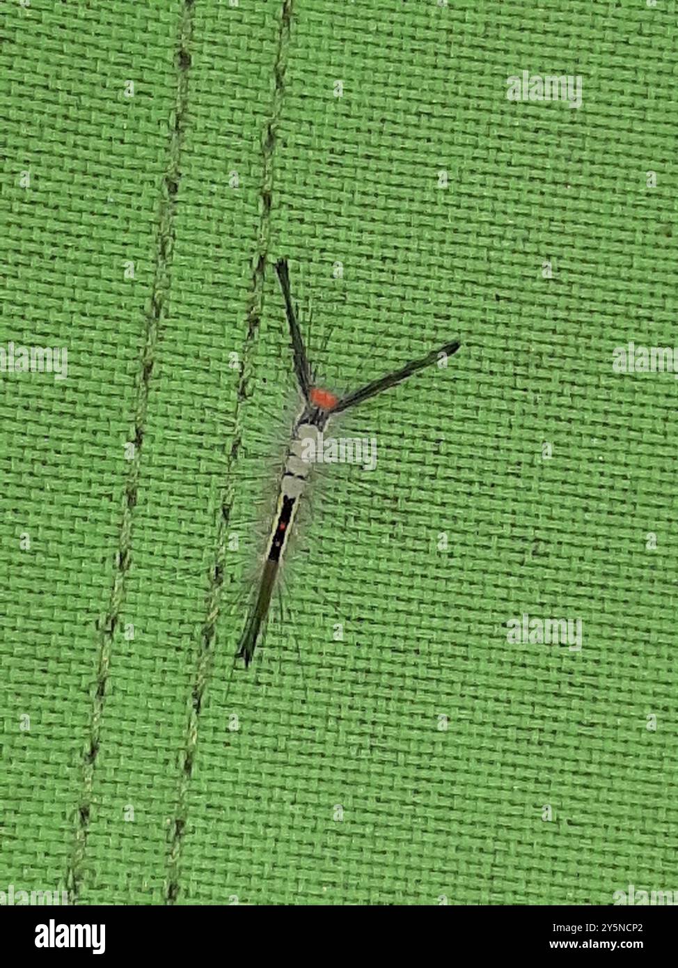 White-marked Tussock Moth (Orgyia leucostigma) Insecta Stock Photo - Alamy