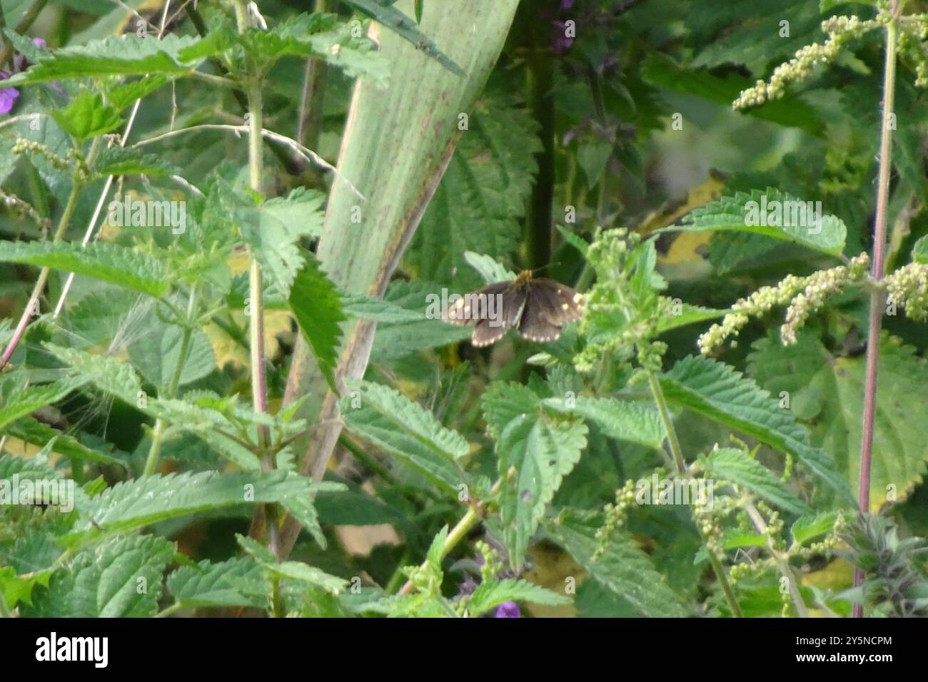 Large Chequered Skipper (Heteropterus morpheus) Insecta Stock Photo - Alamy
