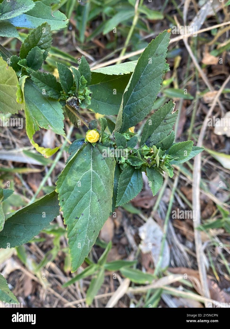 Cuban jute (Sida rhombifolia) Plantae Stock Photo - Alamy
