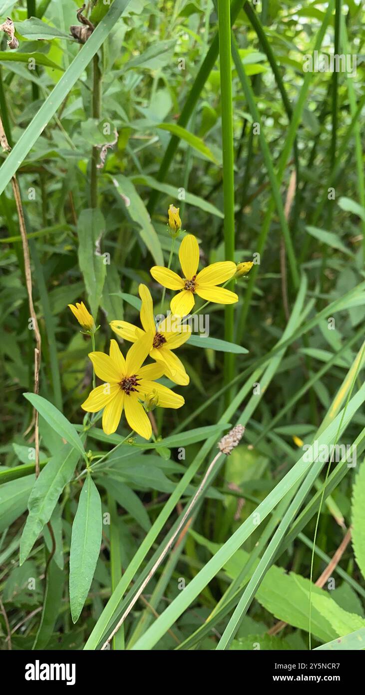 tall coreopsis (Coreopsis tripteris) Plantae Stock Photo - Alamy