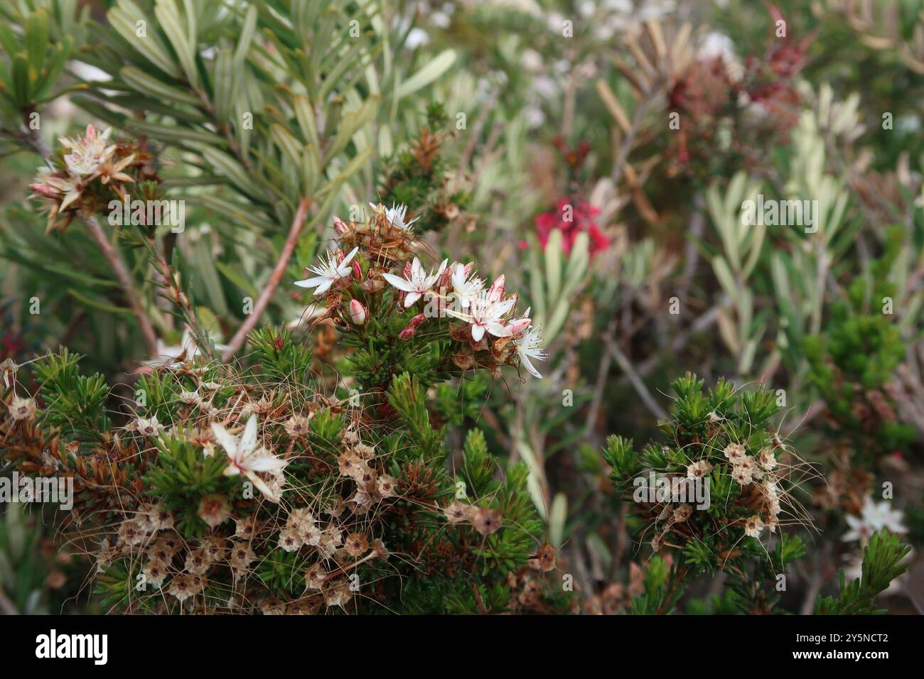 Fringe Myrtle (Calytrix tetragona) Plantae Stock Photo - Alamy