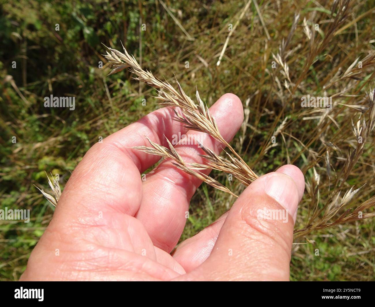 Upright Brome (Bromus erectus) Plantae Stock Photo - Alamy
