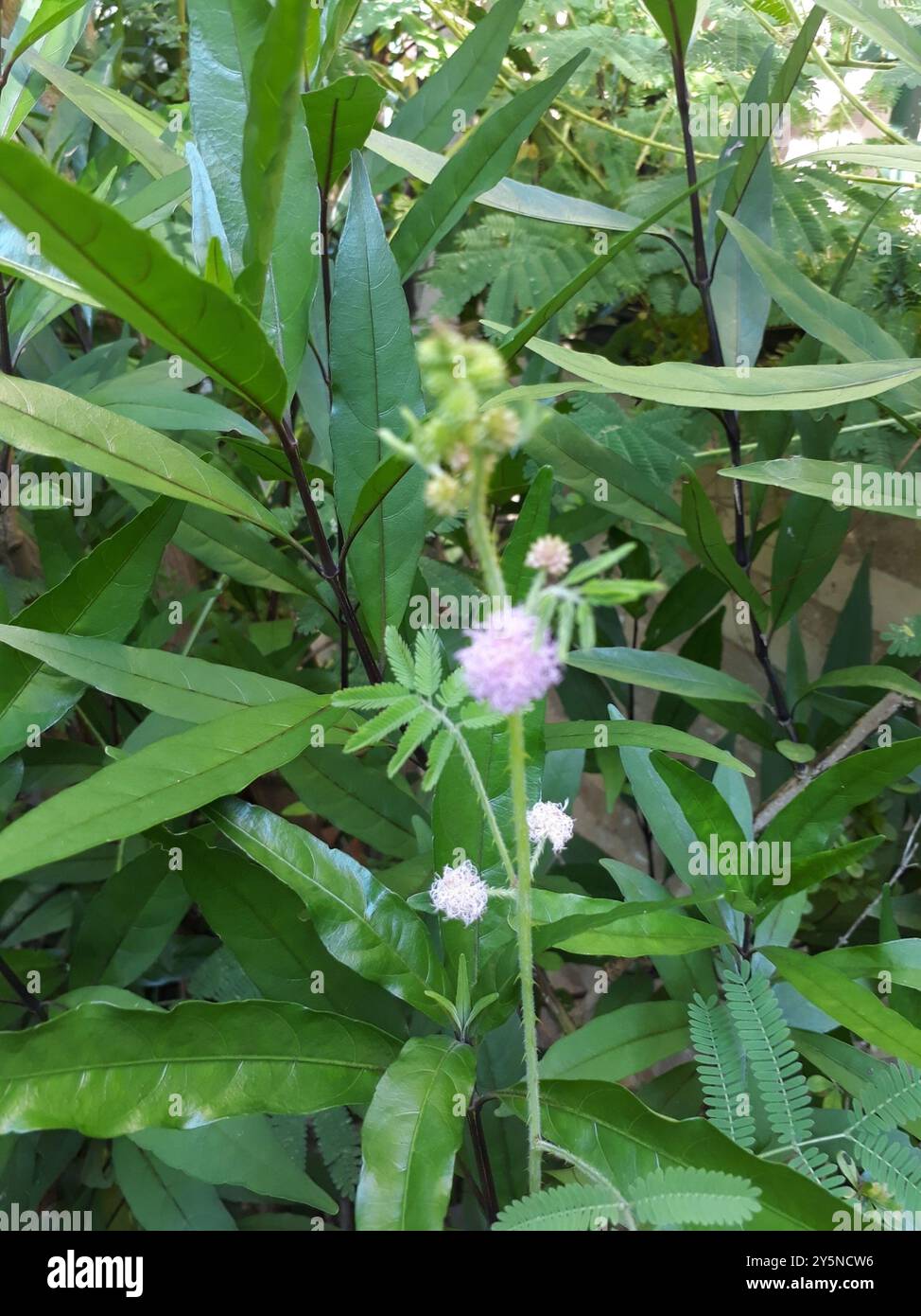 giant false sensitive plant (Mimosa diplotricha) Plantae Stock Photo ...