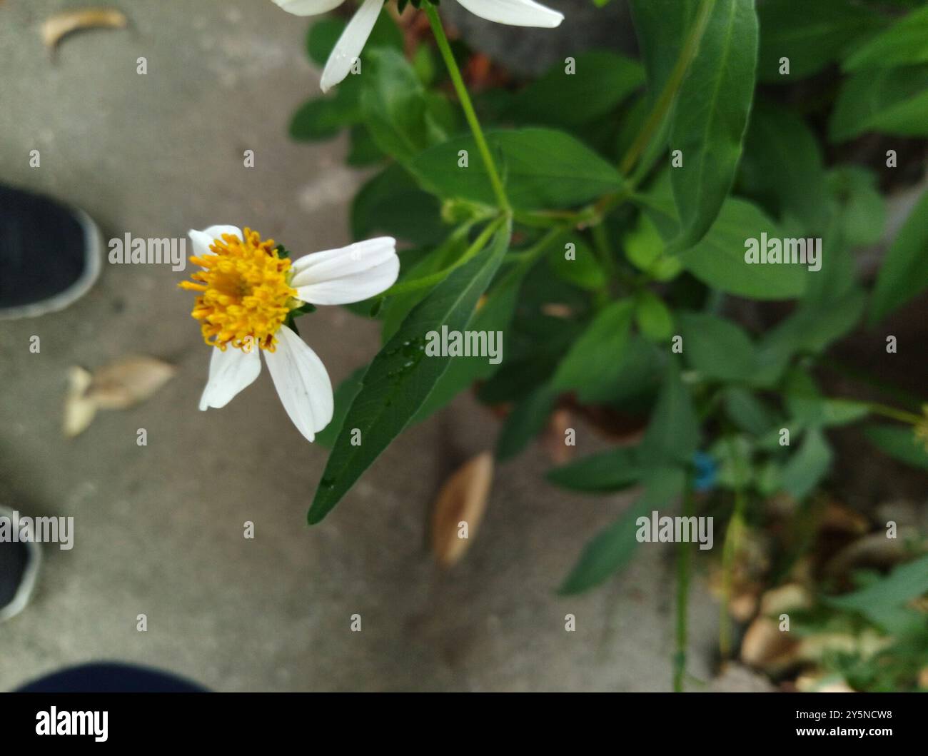 White beggarticks (Bidens alba) Plantae Stock Photo - Alamy
