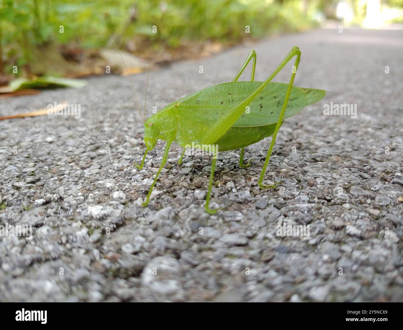 Oblong-winged Katydid (Amblycorypha oblongifolia) Insecta Stock Photo ...