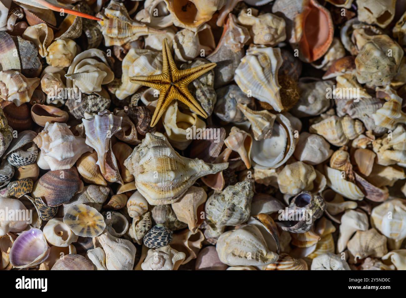 Beautiful seashells on the seashore Stock Photo - Alamy