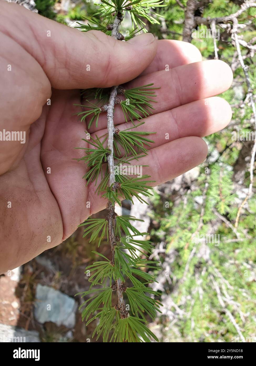 subalpine larch (Larix lyallii) Plantae Stock Photo - Alamy