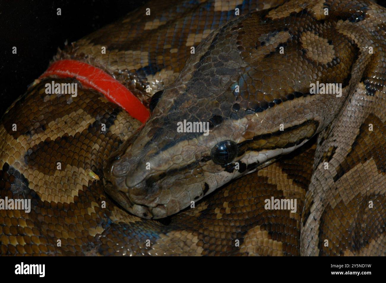 Southern African Python (Python natalensis) Reptilia Stock Photo - Alamy