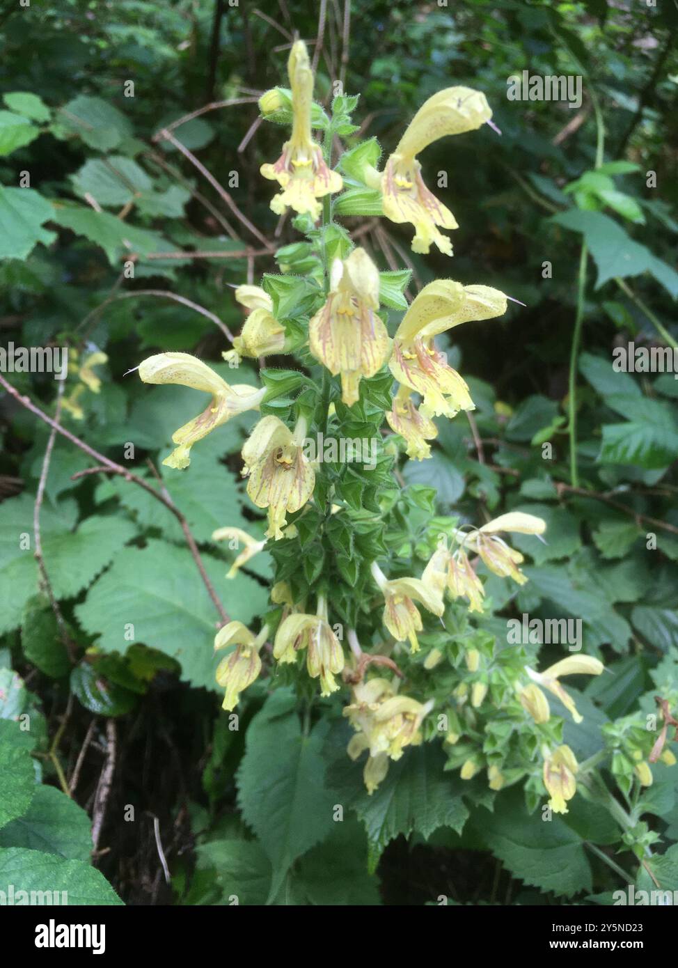 Sticky Sage (Salvia glutinosa) Plantae Stock Photo - Alamy