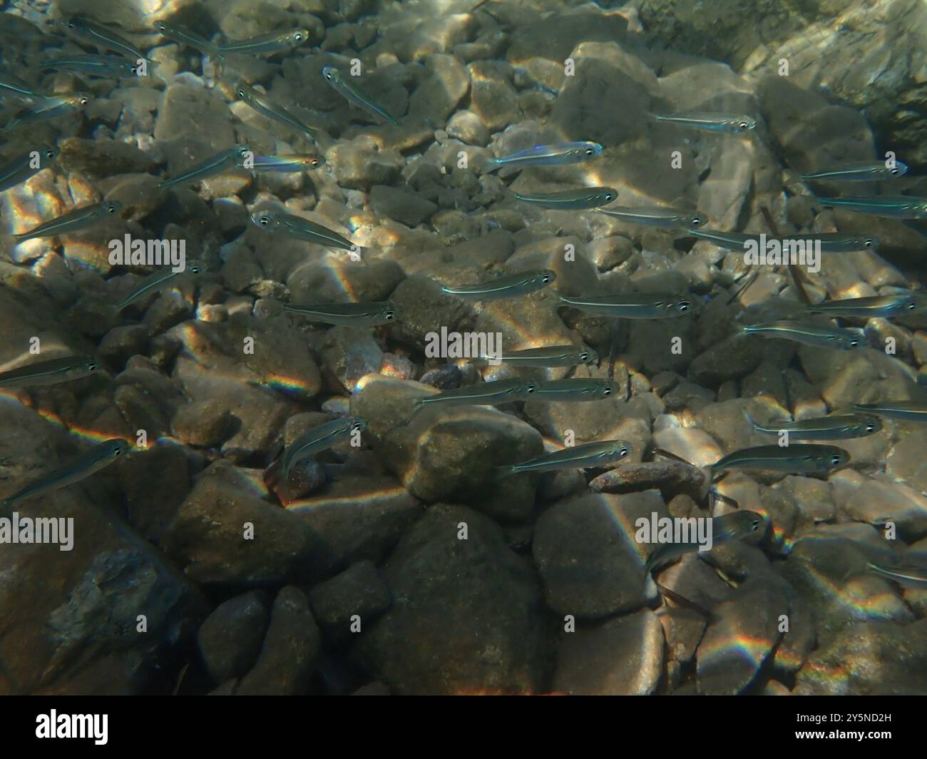 Red Sea hardyhead silverside (Atherinomorus forskalii) Actinopterygii ...
