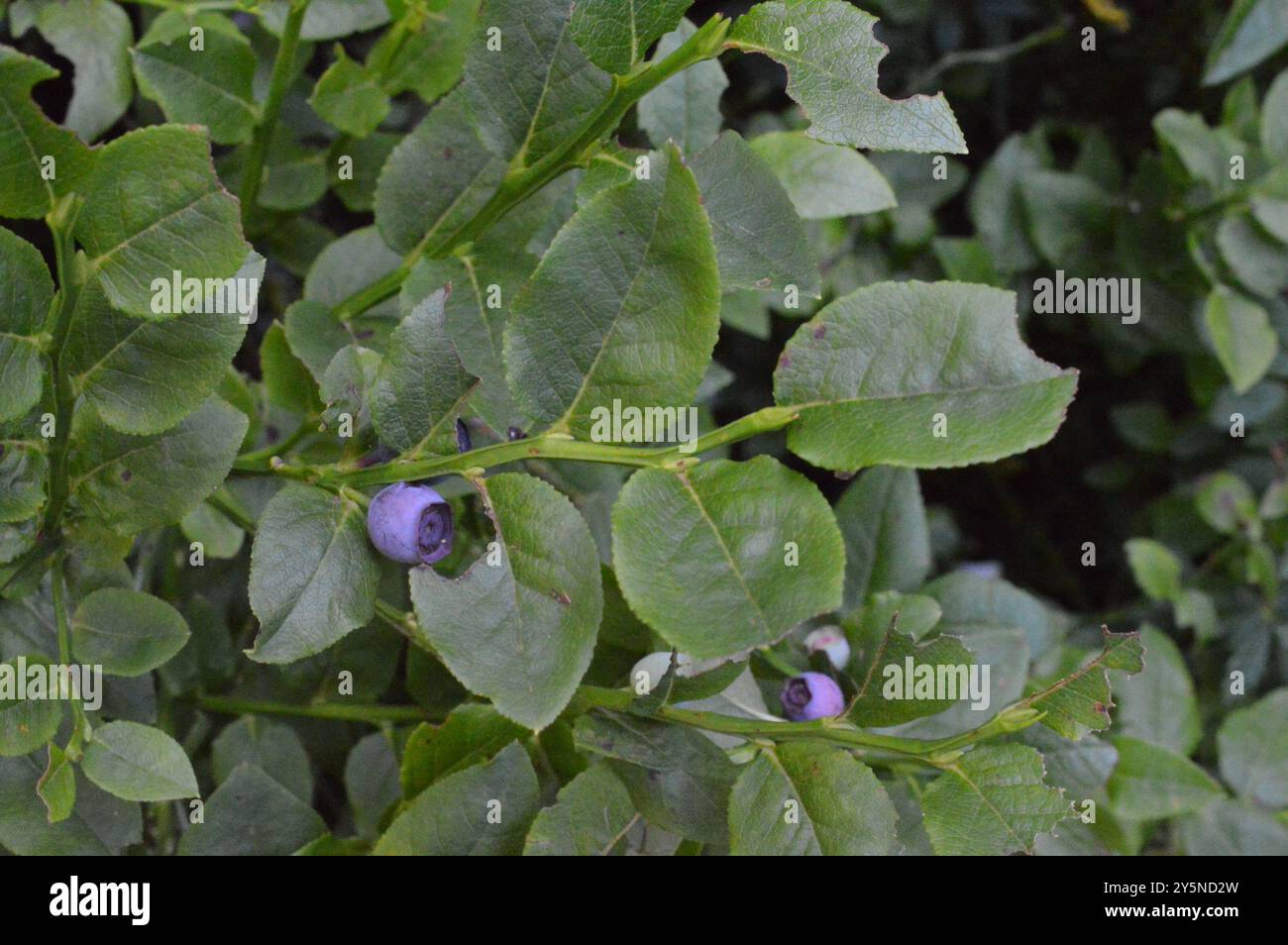 common bilberry (Vaccinium myrtillus) Plantae Stock Photo - Alamy