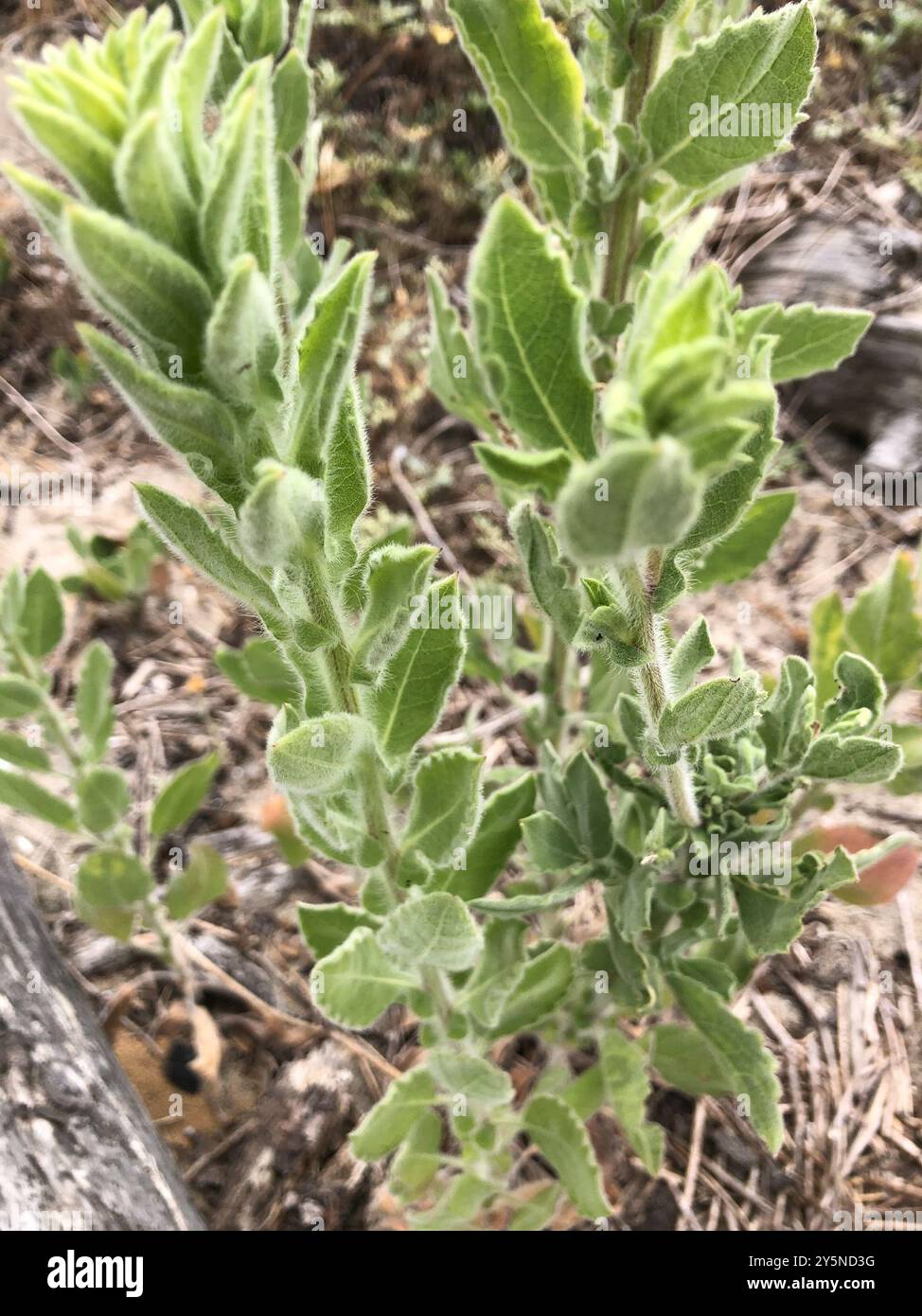 sessileflower false goldenaster (Heterotheca sessiliflora) Plantae ...