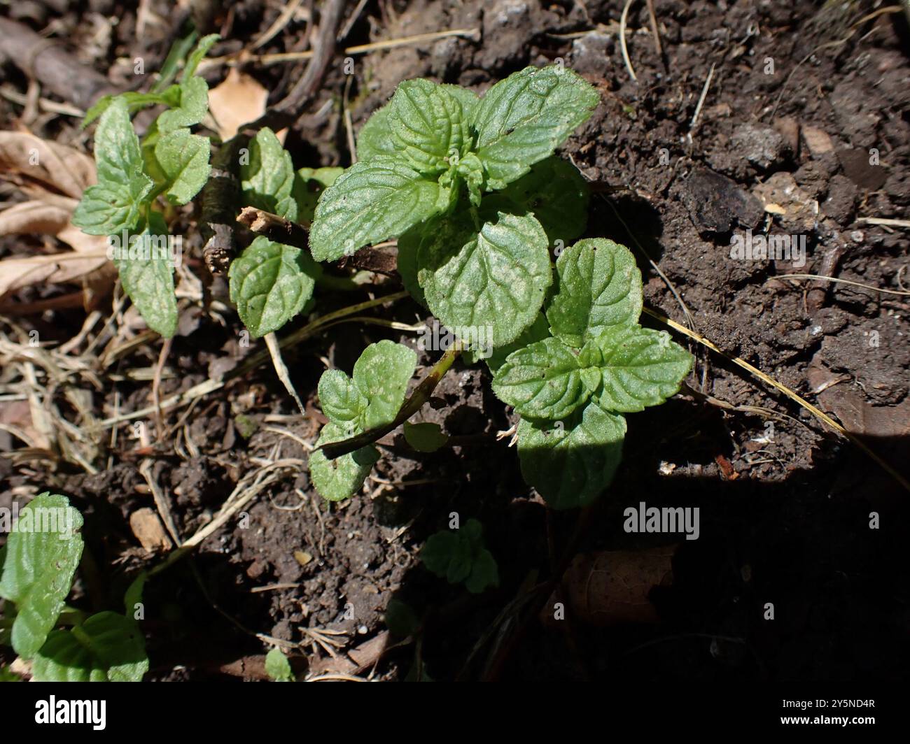 corn mint (Mentha arvensis) Plantae Stock Photo - Alamy