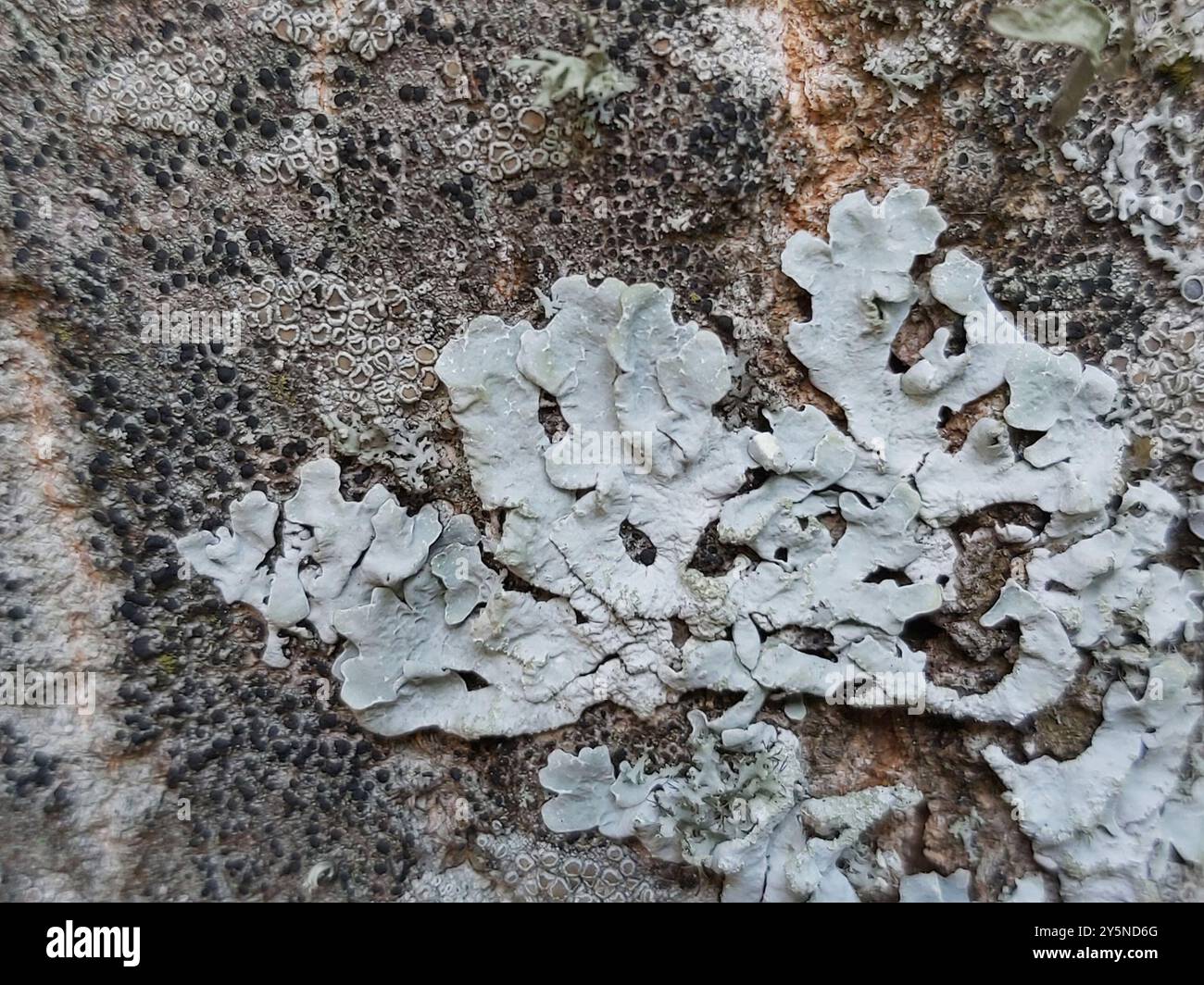 shield lichen (Parmelia sulcata) Fungi Stock Photo - Alamy