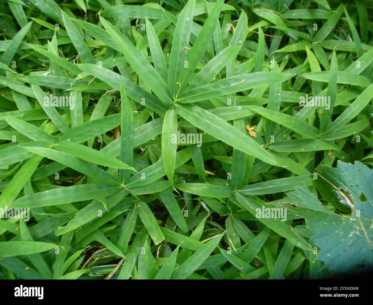 bamboos, canes, and allies (Bambusoideae) Plantae Stock Photo - Alamy