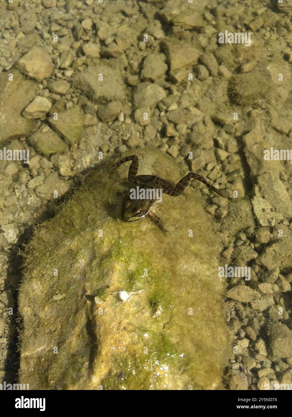 Water Frogs (Pelophylax) Amphibia Stock Photo - Alamy
