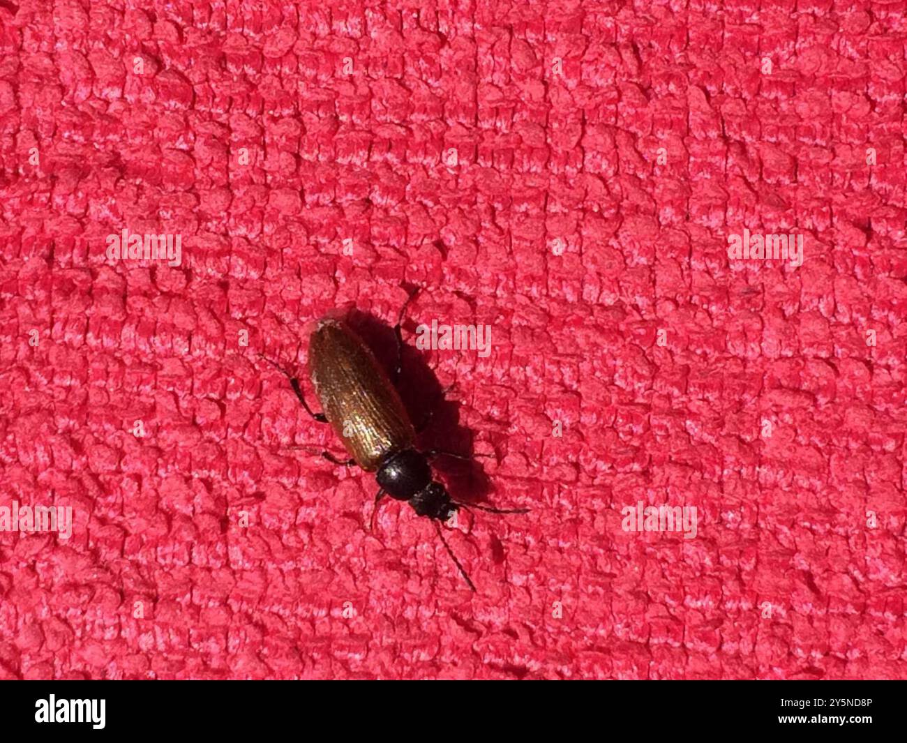 Water, Rove, Scarab, Long-horned, Leaf, and Snout Beetles (Polyphaga ...