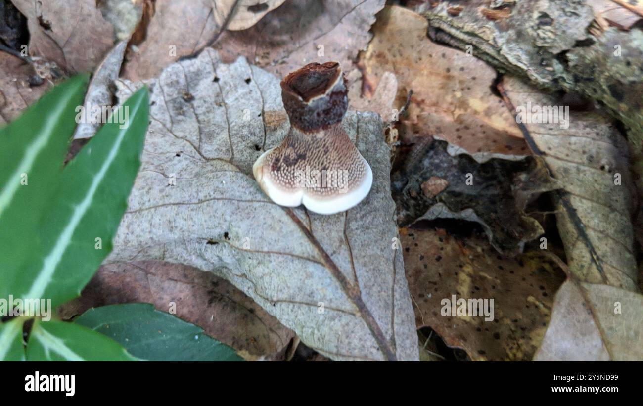 Brown Funnel Polypore (Coltricia perennis) Fungi Stock Photo - Alamy
