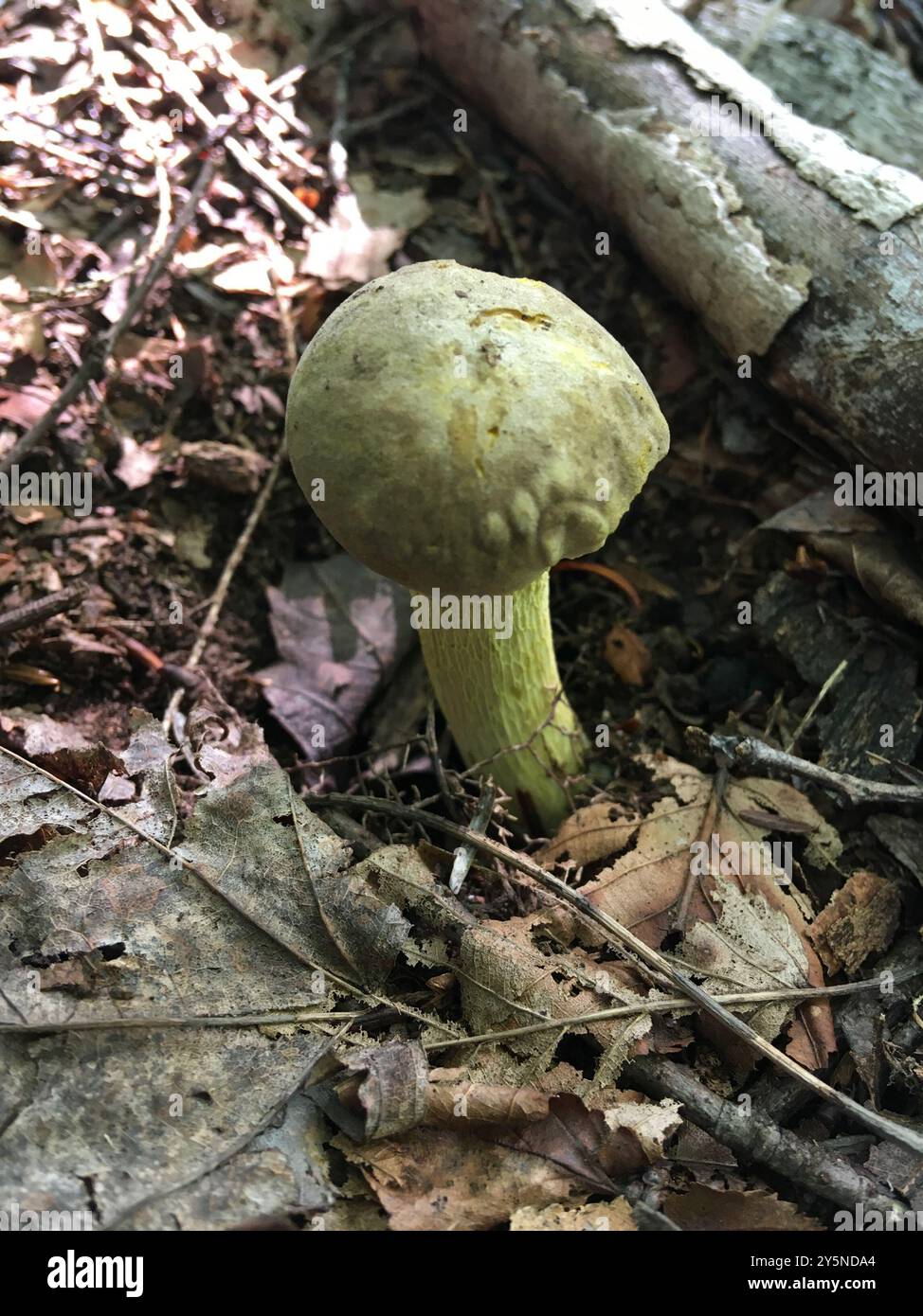 Ornate-stalked bolete (Retiboletus ornatipes) Fungi Stock Photo - Alamy