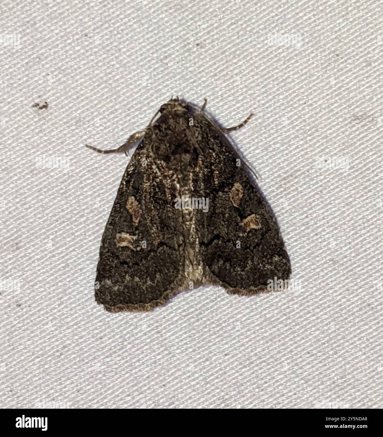 (Cosmia praeacuta) Insecta Stock Photo - Alamy