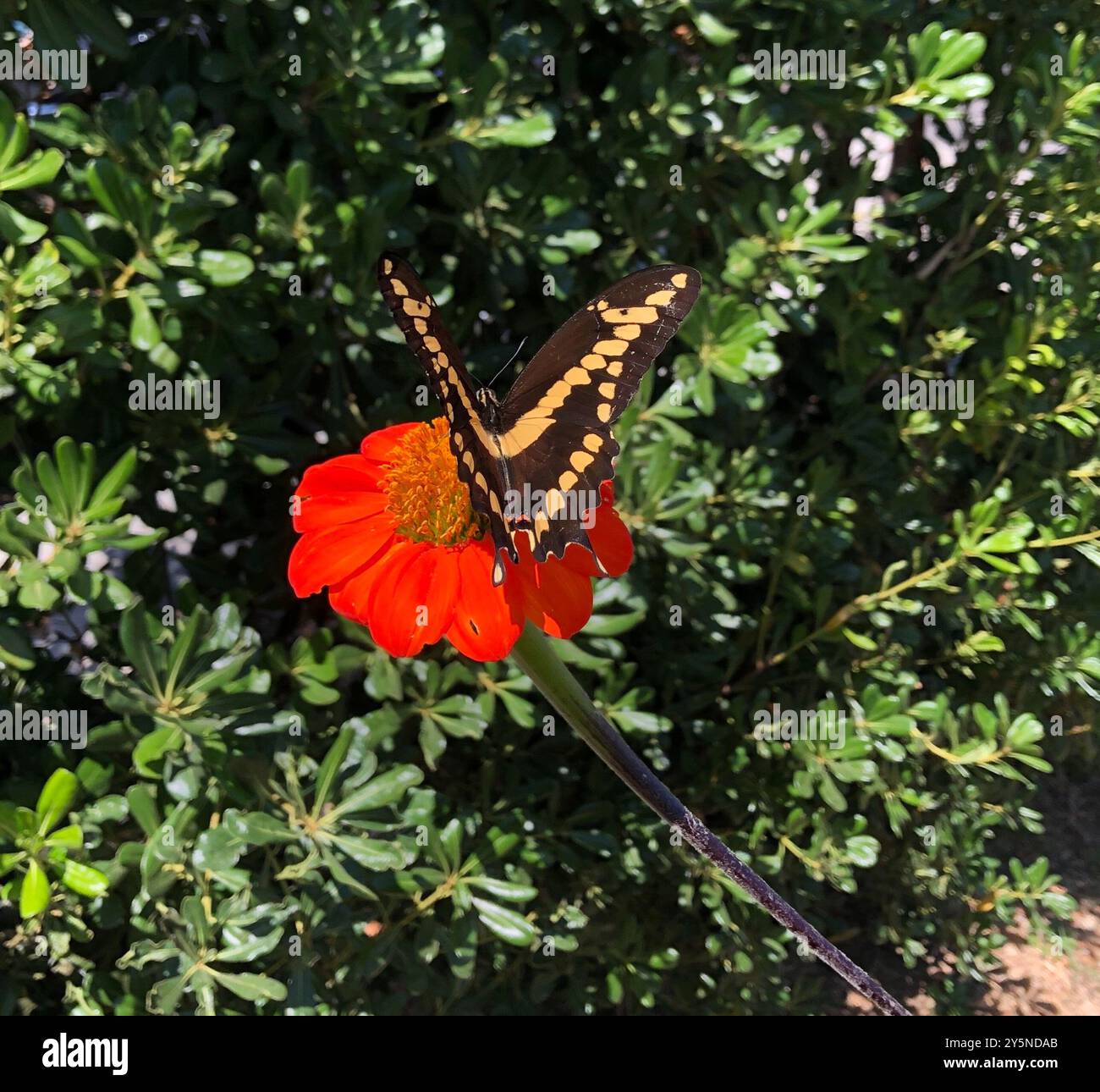 Western Giant Swallowtail (Heraclides rumiko) Insecta Stock Photo - Alamy