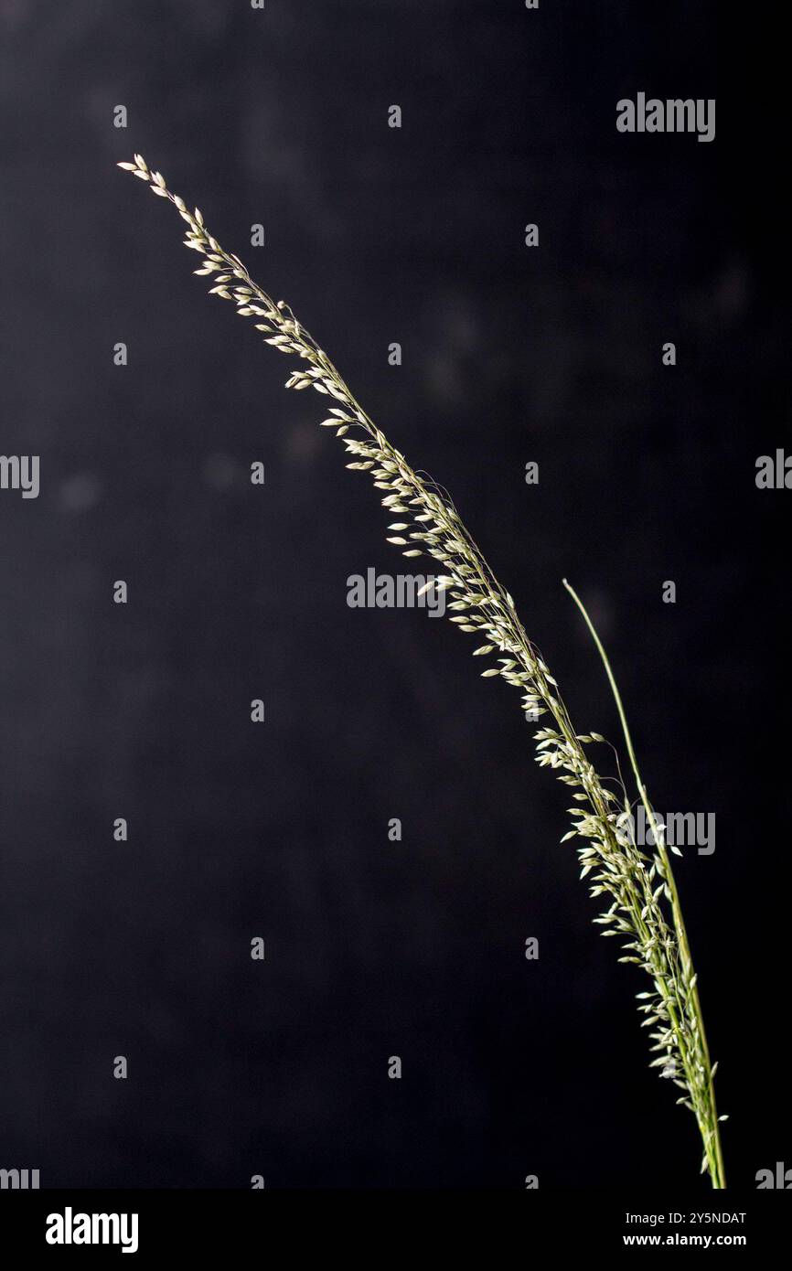 Pine Dropseed (Muhlenbergia tricholepis) Plantae Stock Photo - Alamy