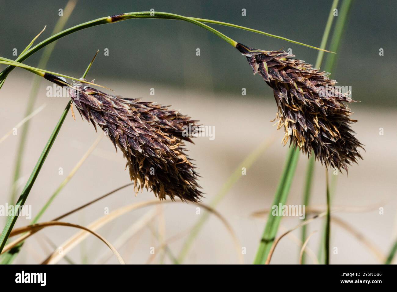 Copper-scale Sedge (Carex chalciolepis) Plantae Stock Photo - Alamy