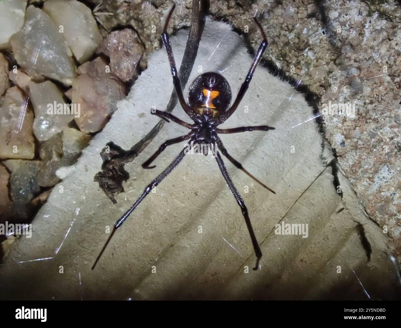 Brown Widow (Latrodectus geometricus) Arachnida Stock Photo - Alamy
