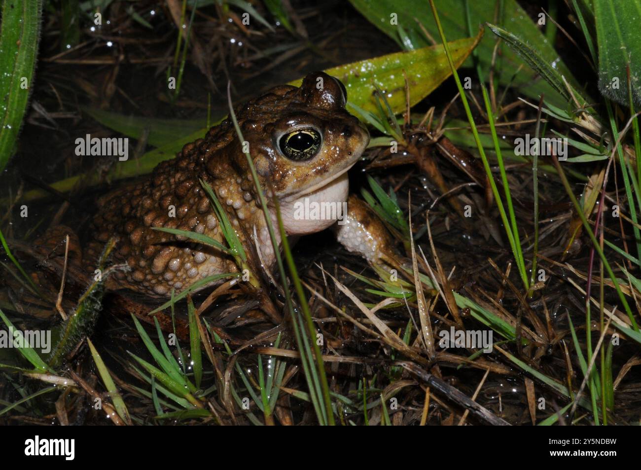 Sand Toad (Vandijkophrynus angusticeps) Amphibia Stock Photo - Alamy