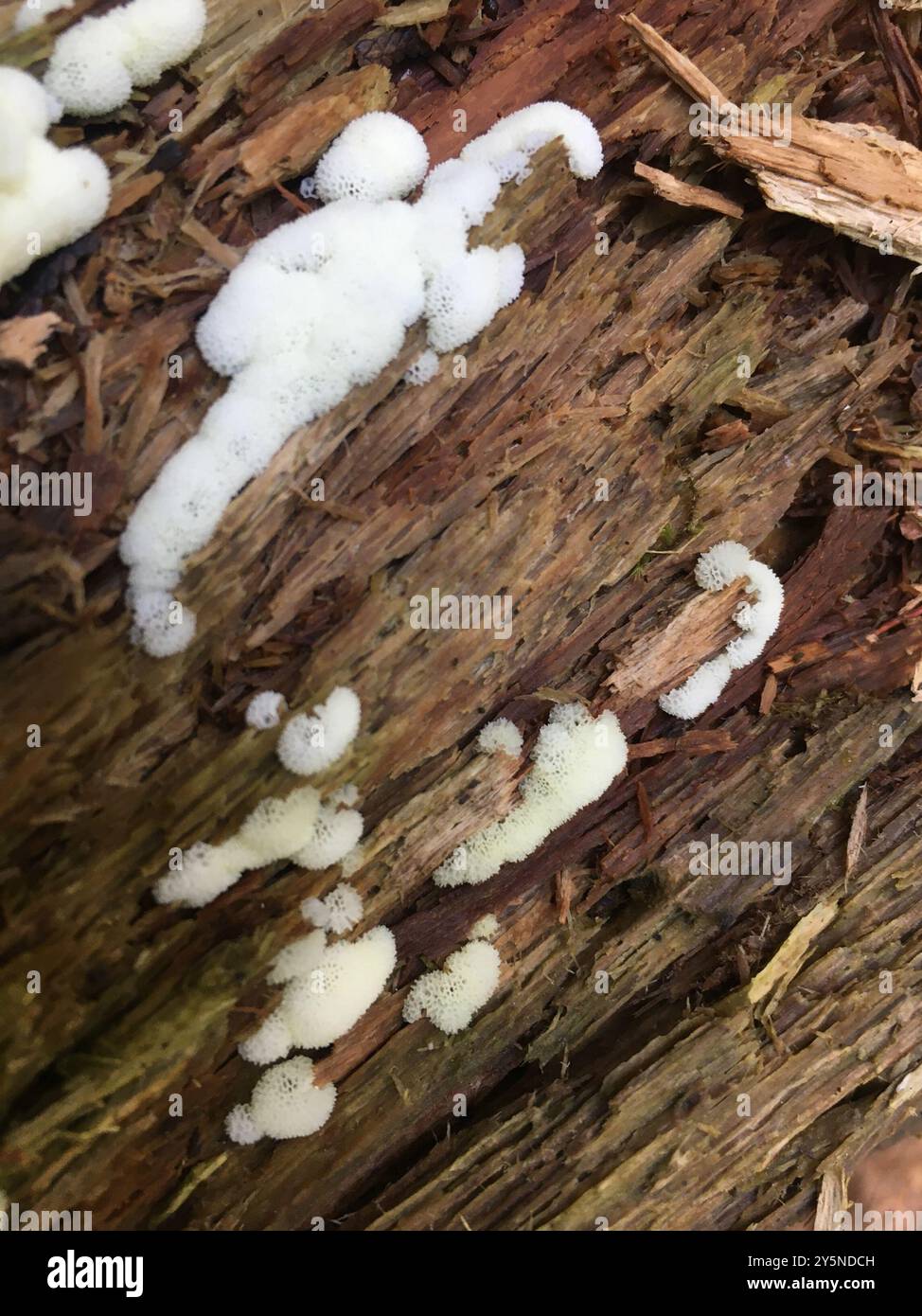 slime molds (Mycetozoa) Protozoa Stock Photo - Alamy
