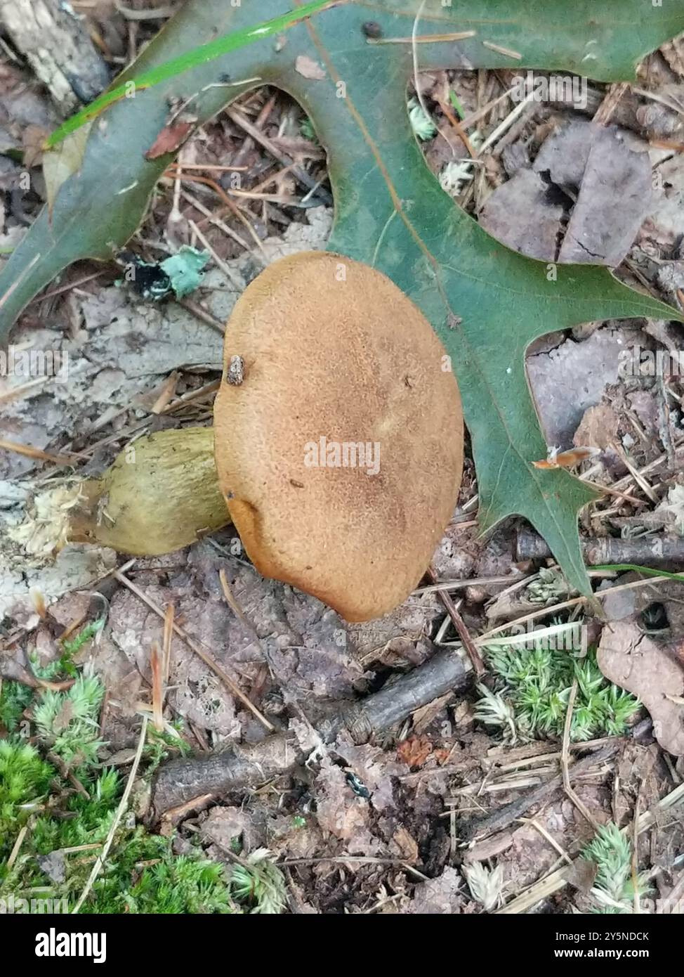boletes (Boletaceae) Fungi Stock Photo - Alamy