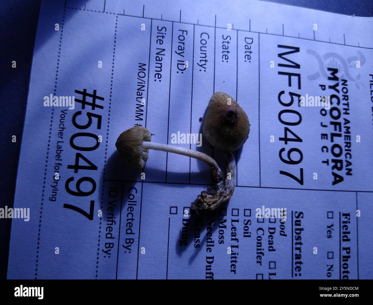 (Pseudosperma friabile) Fungi Stock Photo - Alamy