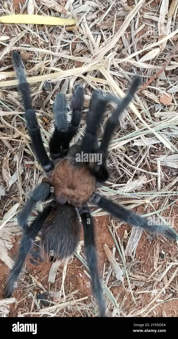Texas Brown Tarantula (Aphonopelma hentzi) Arachnida Stock Photo - Alamy