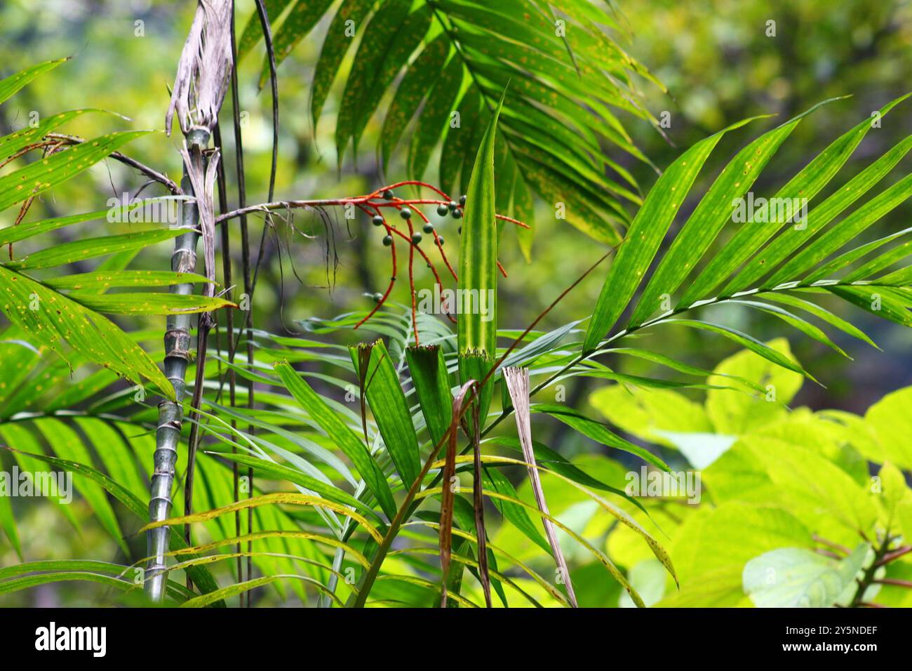 pacaya palm (Chamaedorea tepejilote) Plantae Stock Photo - Alamy