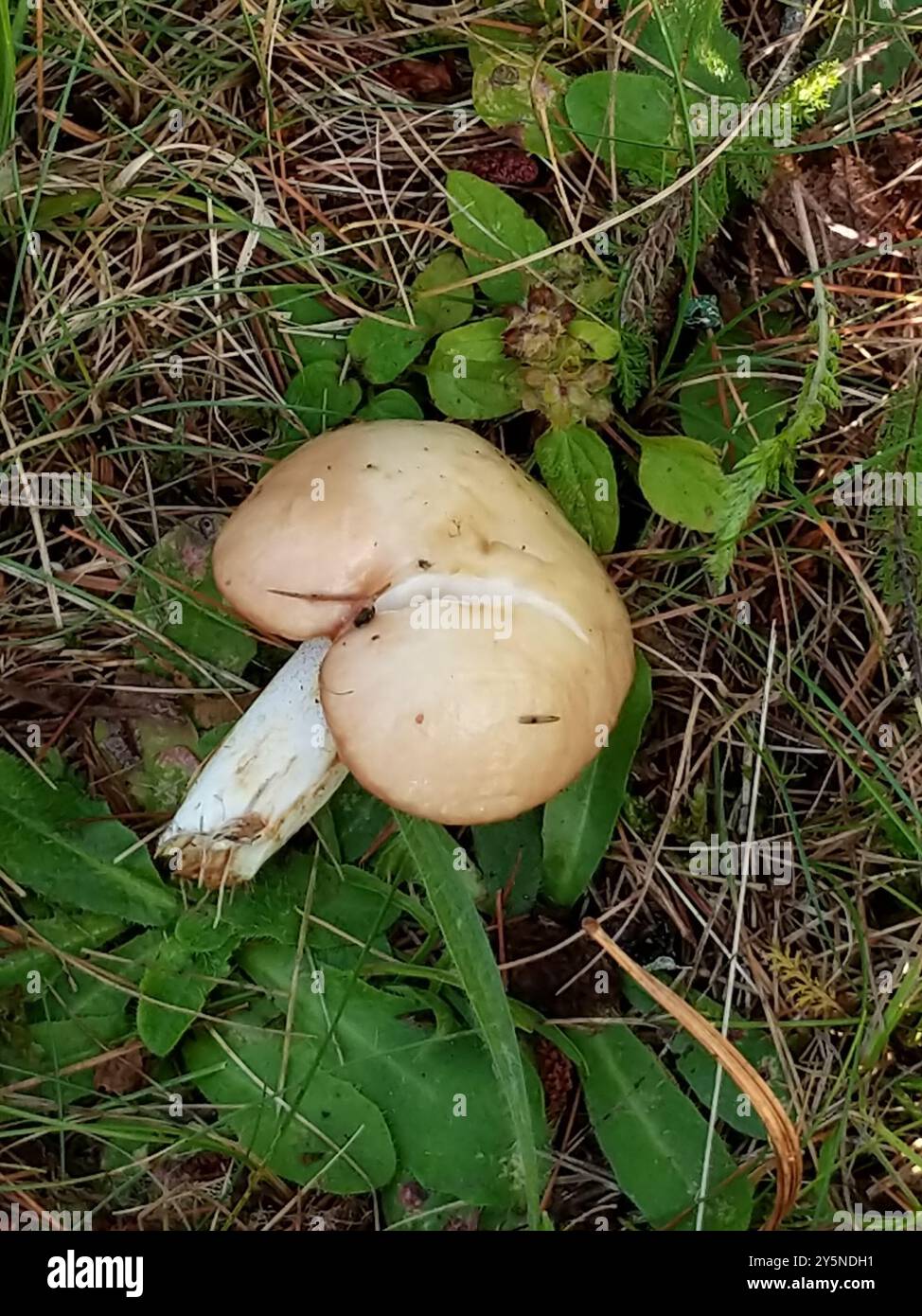 Butterball (Suillus weaverae) Fungi Stock Photo - Alamy