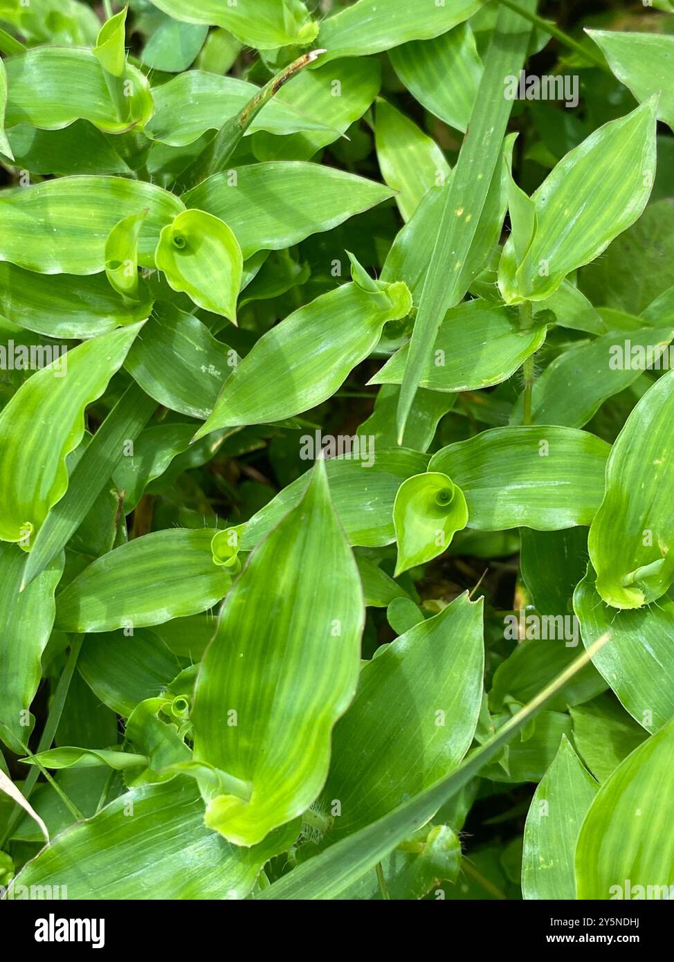 small carpetgrass (Arthraxon hispidus) Plantae Stock Photo - Alamy