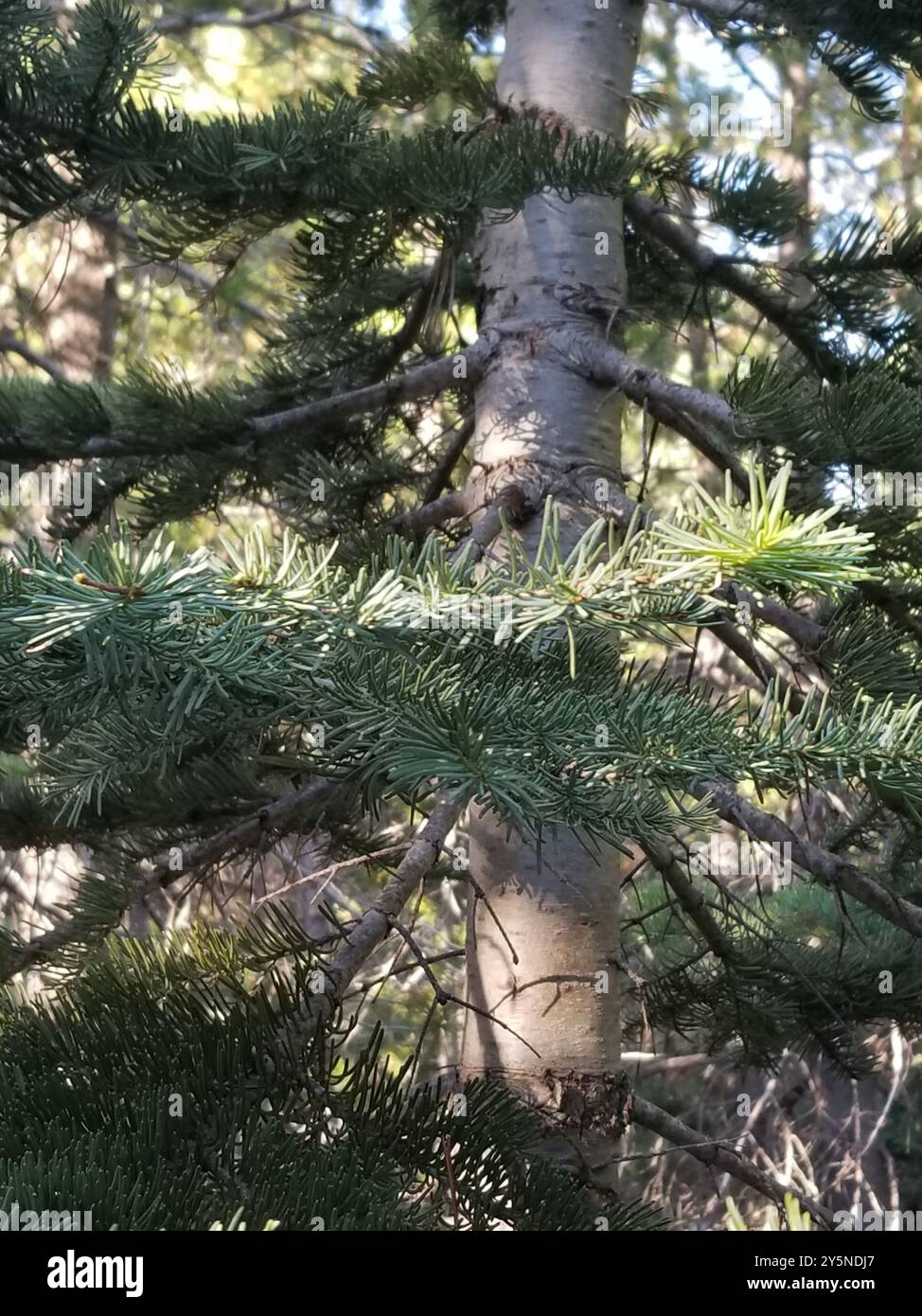 red fir (Abies magnifica) Plantae Stock Photo - Alamy