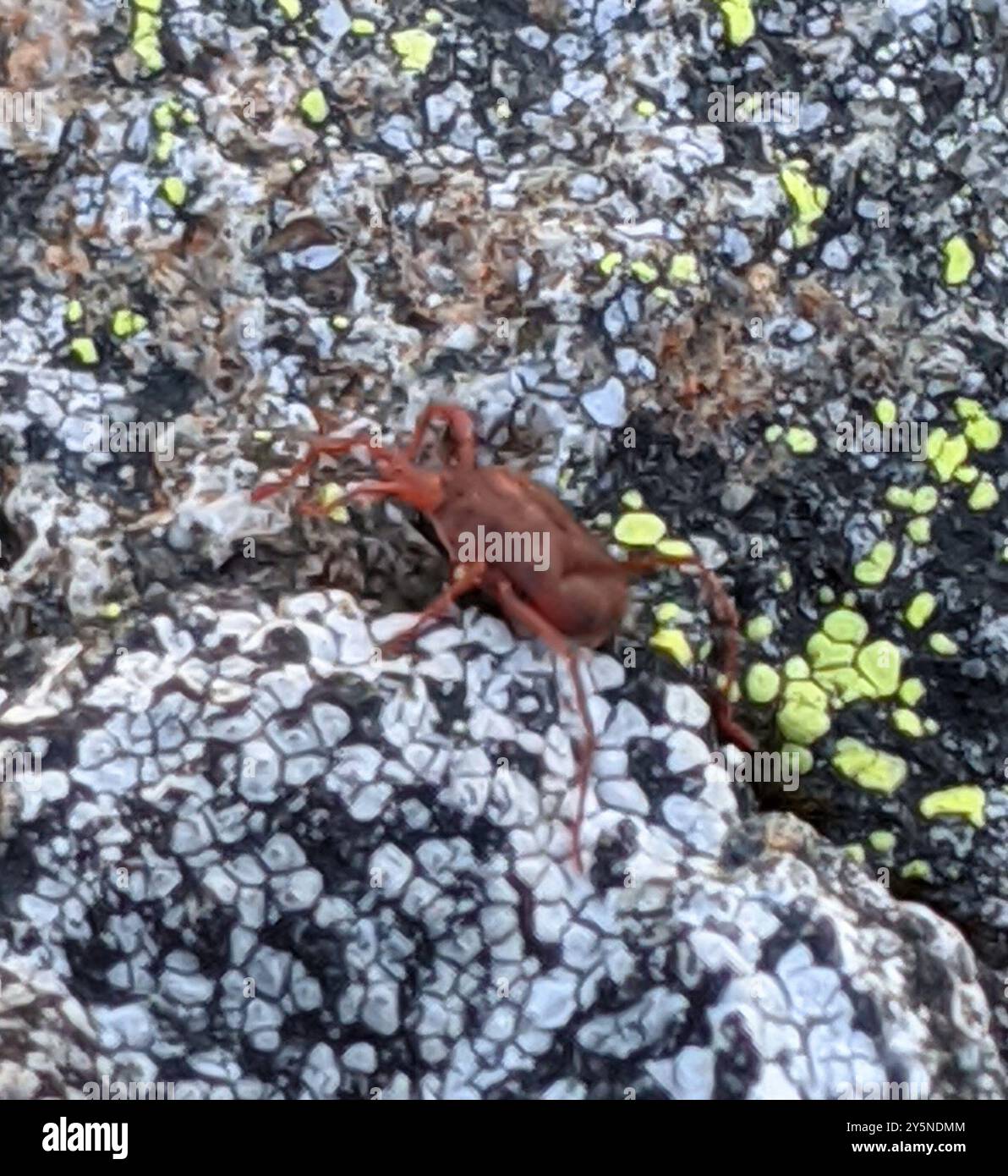 Mites and Ticks (Acari) Arachnida Stock Photo - Alamy