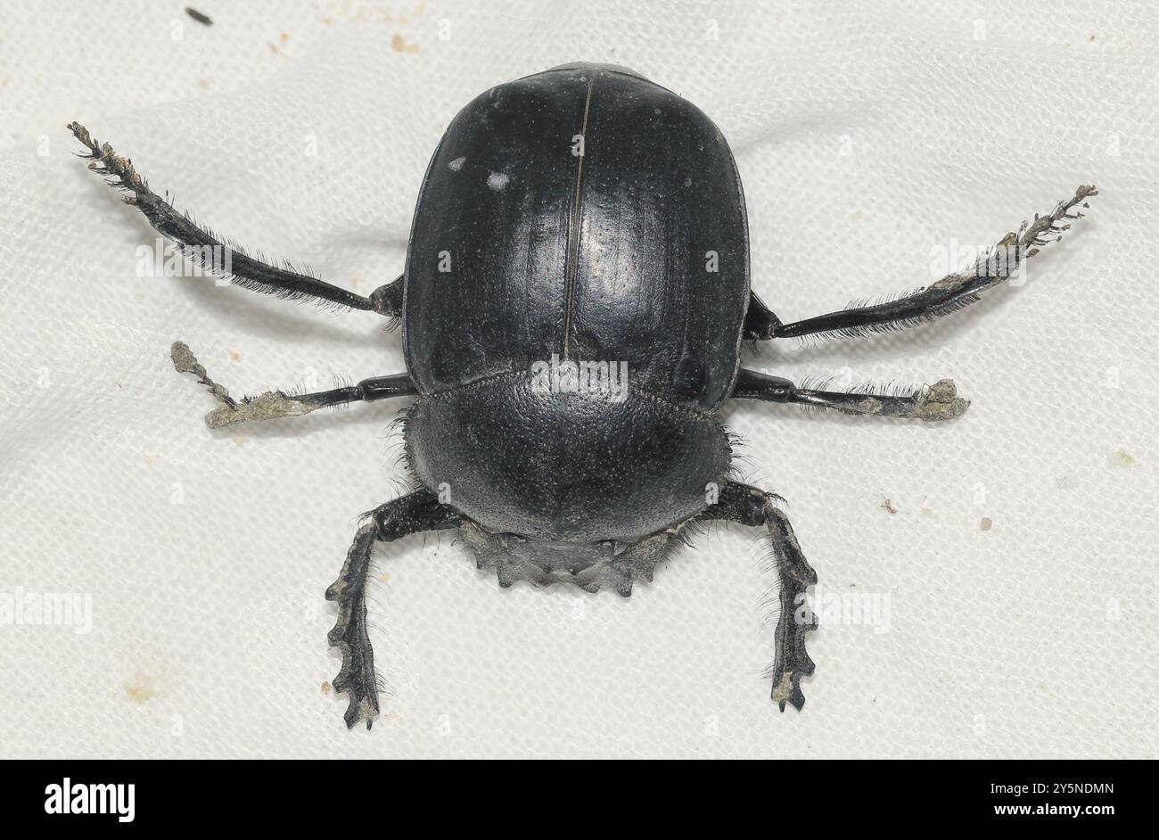 True Dung Beetles (Scarabaeus) Insecta Stock Photo - Alamy