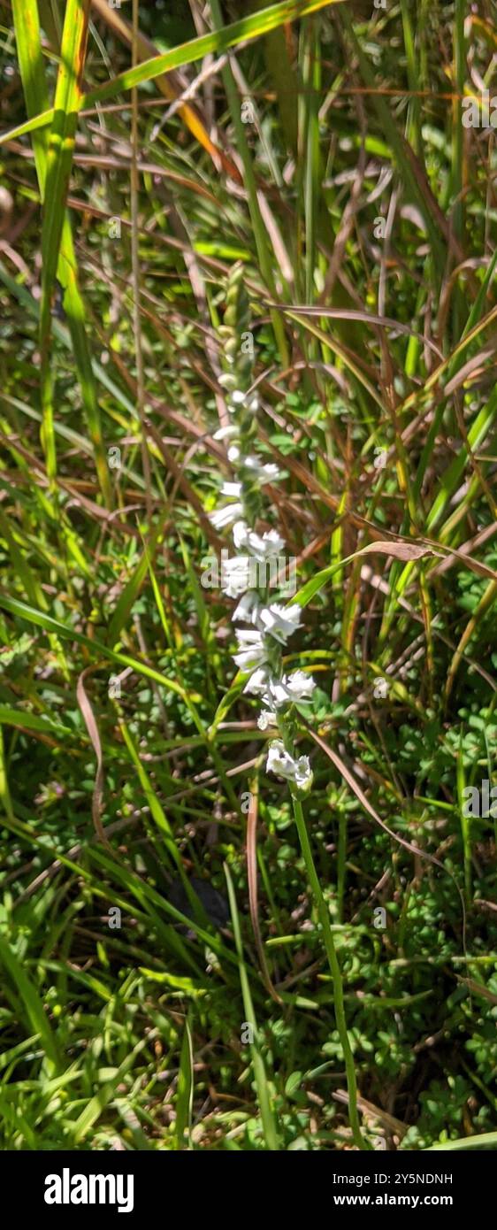Southern Slender Ladies'-tresses (Spiranthes lacera gracilis) Plantae ...